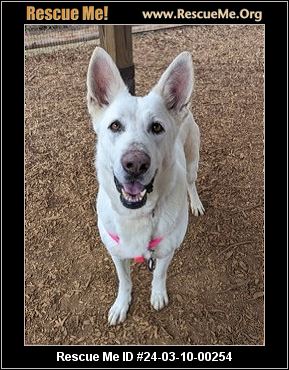 - Virginia German Shepherd Rescue - ADOPTIONS - Rescue Me!