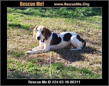 - North Carolina Dog Rescue - ADOPTIONS - Rescue Me!