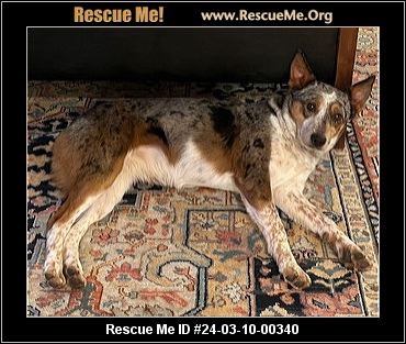 - Virginia Australian Shepherd Rescue - ADOPTIONS - Rescue Me!