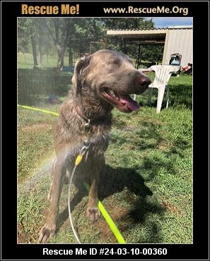 - Oklahoma Dog Rescue - ADOPTIONS - Rescue Me!