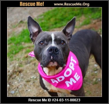 - Tennessee Dog Rescue - ADOPTIONS - Rescue Me!