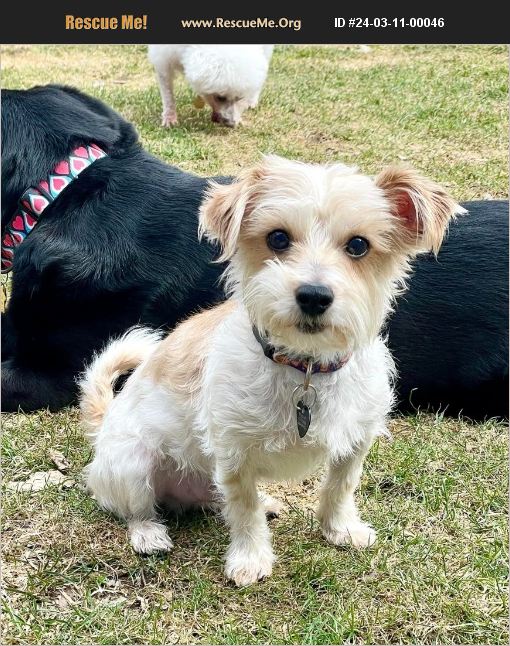 ADOPT 24031100046 ~ Maltese Rescue ~ South Lyon, MI