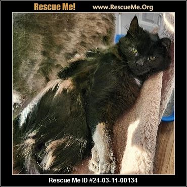 - Virginia Cat Rescue - ADOPTIONS - Rescue Me!