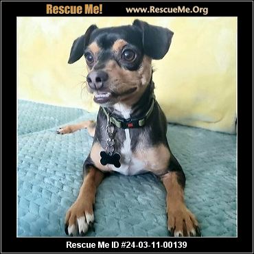 - Pennsylvania Miniature Pinscher Rescue - ADOPTIONS - Rescue Me!