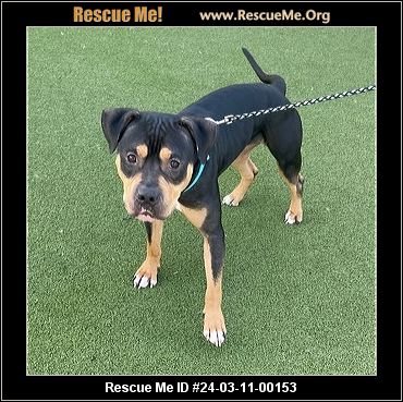 - Texas Rottweiler Rescue - ADOPTIONS - Rescue Me!