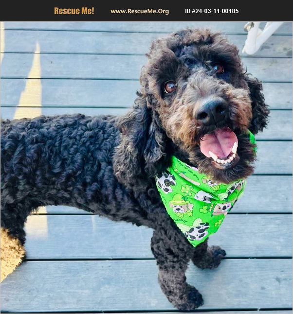 ADOPT 24031100185 ~ Poodle Rescue ~ Harrisburg, PA