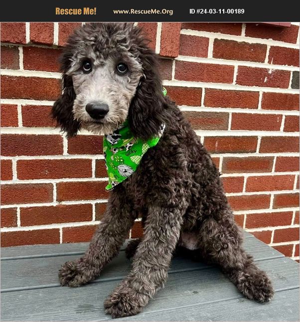 ADOPT 24031100189 ~ Poodle Rescue ~ Harrisburg, PA