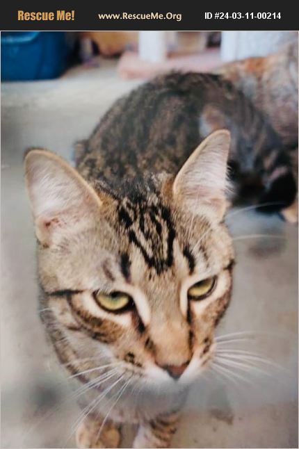 ADOPT 24031100214 ~ Egyptian Mau Rescue ~ Burnet, TX