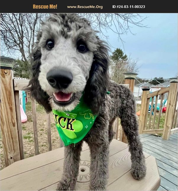 ADOPT 24031100323 ~ Poodle Rescue ~ Harrisburg, PA