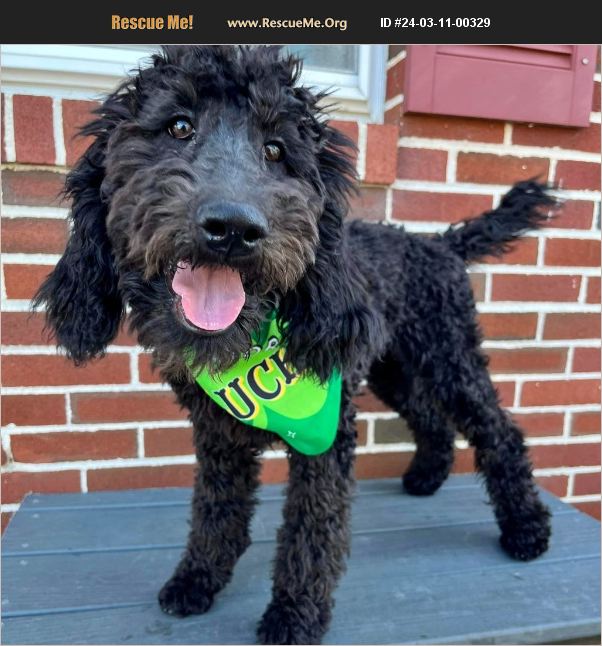 ADOPT 24031100329 ~ Poodle Rescue ~ Harrisburg, PA