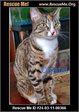 - California Cat Rescue - ADOPTIONS - Rescue Me!