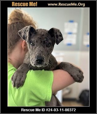 - New Jersey Dog Rescue - ADOPTIONS - Rescue Me!