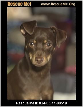 - California Miniature Pinscher Rescue - ADOPTIONS - Rescue Me!