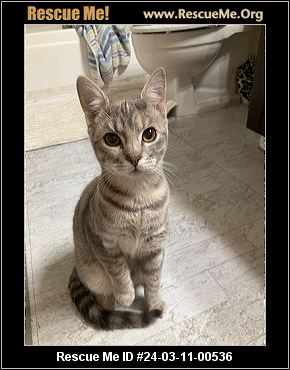 - Washington Cat Rescue - ADOPTIONS - Rescue Me!