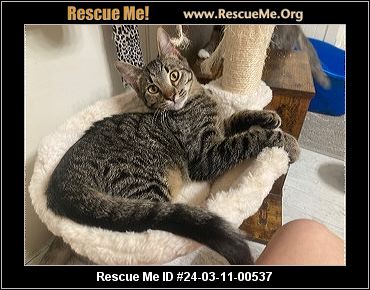 - Washington Cat Rescue - ADOPTIONS - Rescue Me!