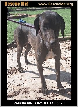 - California Great Dane Rescue - ADOPTIONS - Rescue Me!
