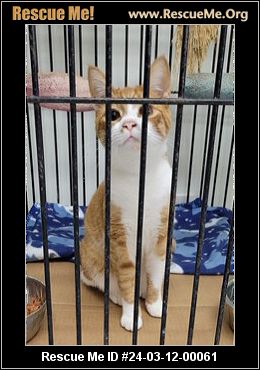 - South Carolina Cat Rescue - ADOPTIONS - Rescue Me!