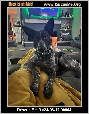 - Minnesota Dog Rescue - ADOPTIONS - Rescue Me!