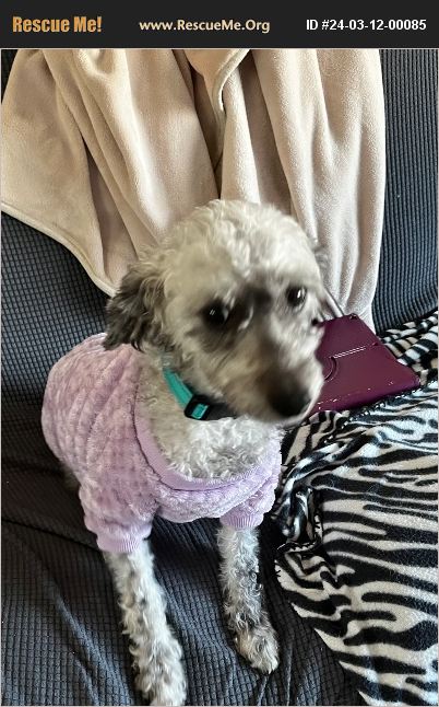 ADOPT 24031200085 ~ Poodle Rescue ~ Pottstown, PA