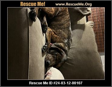 - Ohio Border Collie Rescue - ADOPTIONS - Rescue Me!