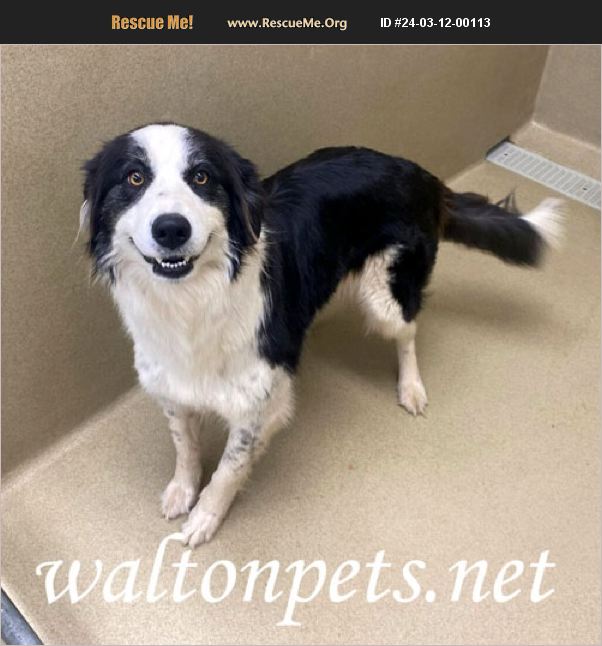 ADOPT 24031200113 ~ Border Collie Rescue ~ Monroe, GA