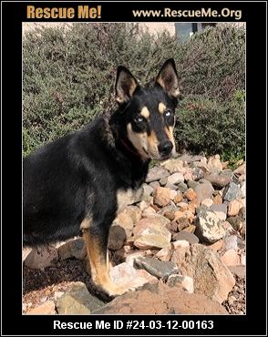 - Arizona Mutt Rescue - ADOPTIONS - Rescue Me!