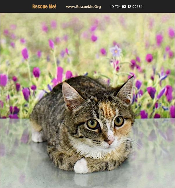 ADOPT 24031200284 ~ Domestic Cat Rescue ~ Glendale, AZ