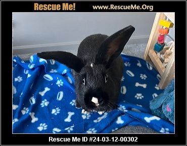 - Virginia Rabbit Rescue - ADOPTIONS - Rescue Me!