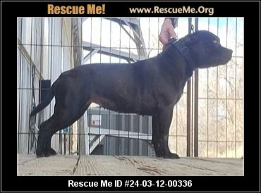 - Nevada Dog Rescue - ADOPTIONS - Rescue Me!