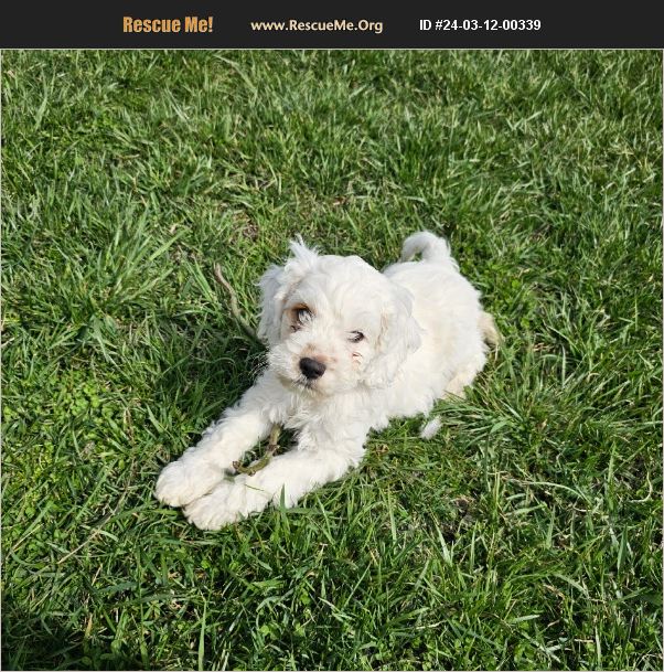 ADOPT 24031200339 ~ Cockapoo Rescue ~ Denver, IN