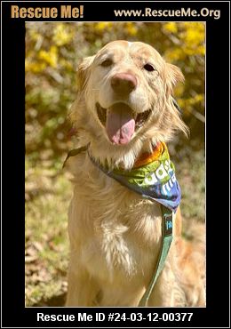 - North Carolina Dog Rescue - ADOPTIONS - Rescue Me!