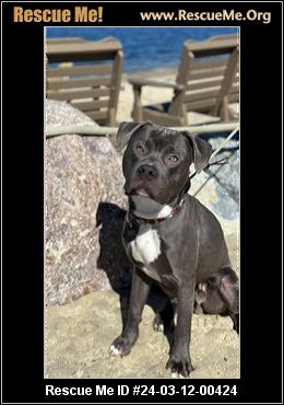 - New Jersey Mutt Rescue - ADOPTIONS - Rescue Me!