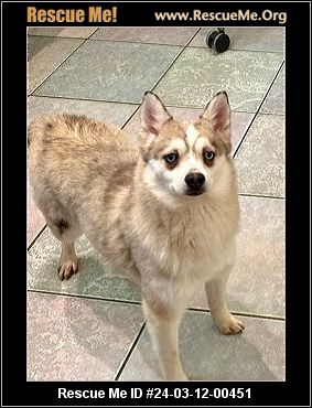 - Michigan Pomeranian Rescue - ADOPTIONS - Rescue Me!