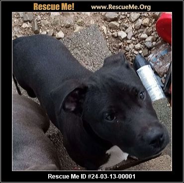 - West Virginia Dog Rescue - ADOPTIONS - Rescue Me!