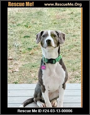 - New York Dog Rescue - ADOPTIONS - Rescue Me!