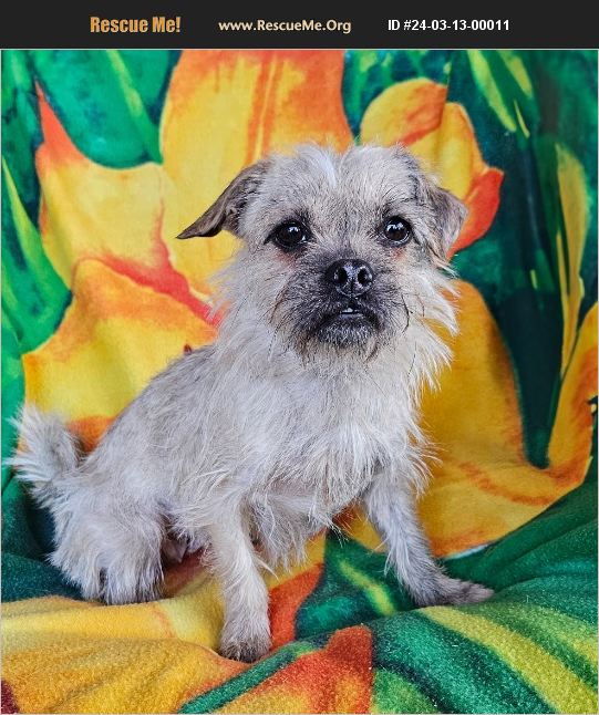 ADOPT 24031300011 ~ Pug Rescue ~ Albuquerque, NM