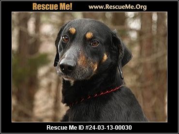 - New Jersey Dog Rescue - ADOPTIONS - Rescue Me!