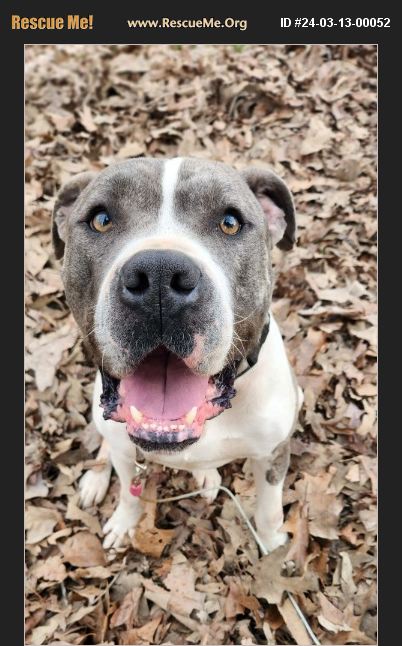ADOPT 24031300052 ~ Pit Bull Rescue ~ Irondale, AL