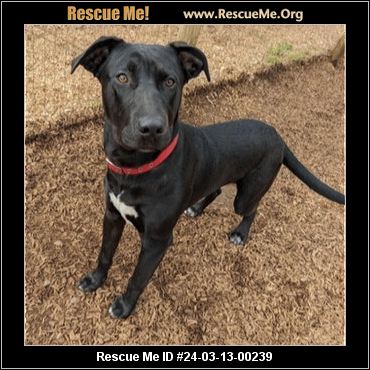 - Oregon Dog Rescue - ADOPTIONS - Rescue Me!