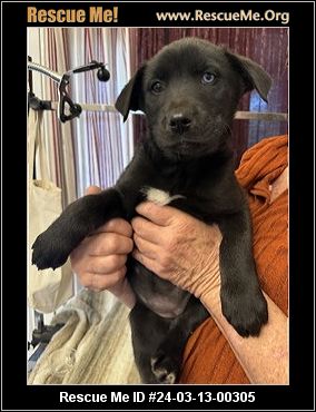 - California Lab Rescue - ADOPTIONS - Rescue Me!