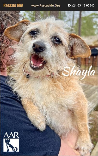 ADOPT 24031300343 ~ Border Terrier Rescue ~ Magnolia, TX