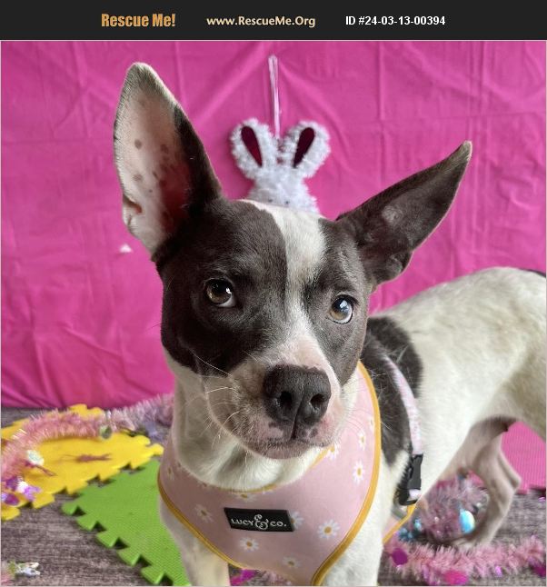 ADOPT 24031300394 ~ Boston Terrier Rescue ~ Carlsbad, CA