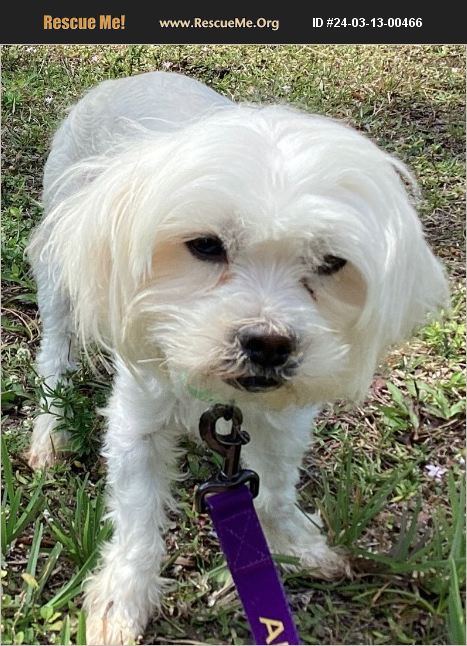 ADOPT 24031300466 ~ Maltese Rescue ~ Fort Myers, FL
