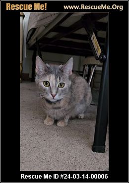 - Michigan Cat Rescue - ADOPTIONS - Rescue Me!