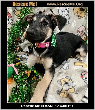 - Oregon Dog Rescue - ADOPTIONS - Rescue Me!