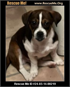 - New York Dog Rescue - ADOPTIONS - Rescue Me!