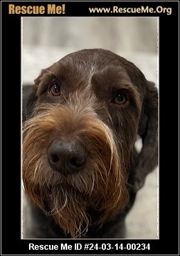 - Minnesota Dog Rescue - ADOPTIONS - Rescue Me!