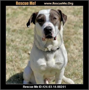 - Colorado Great Pyrenees Rescue - ADOPTIONS - Rescue Me!