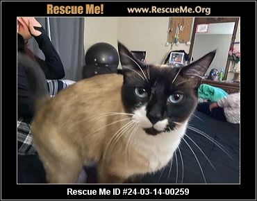 - Washington Cat Rescue - ADOPTIONS - Rescue Me!