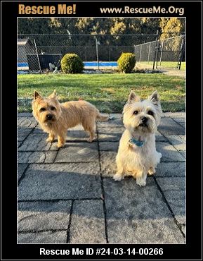 - New York Dog Rescue - ADOPTIONS - Rescue Me!